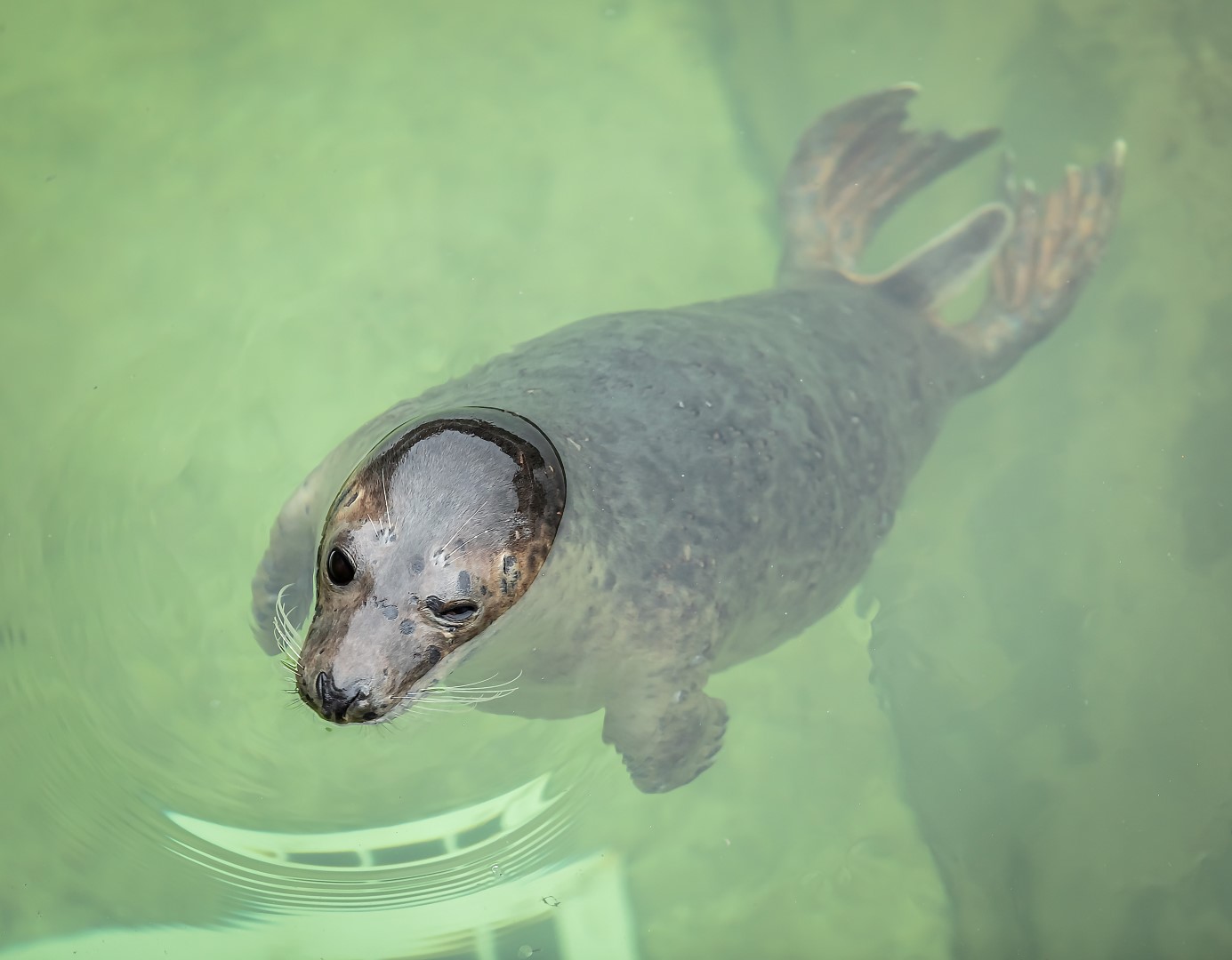 Pirmą kartą ruonių jauniklis į muziejų gydymui atgabentas rudenį ...